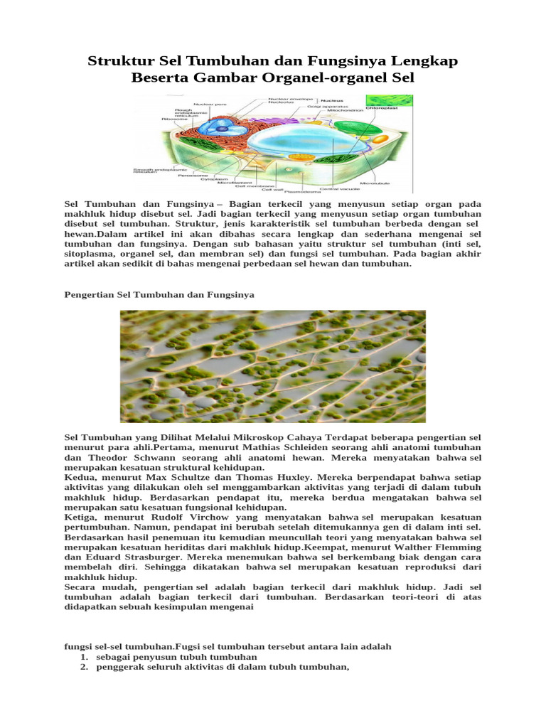 Struktur Sel Tumbuhan Dan Fungsinya Lengkap Beserta Gambar Organel ...