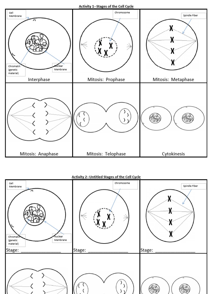 Understanding the Cell Cycle Stages | PDF | Mitosis | Cell Cycle