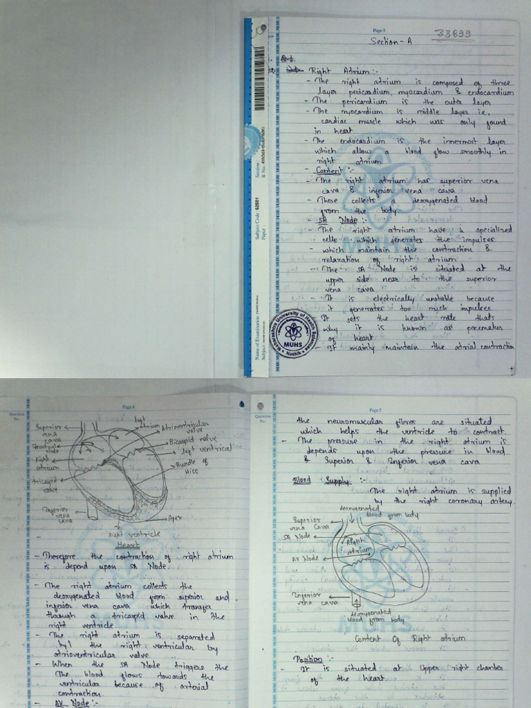 University Answer Booklet Anatomy (1) - 1 | PDF