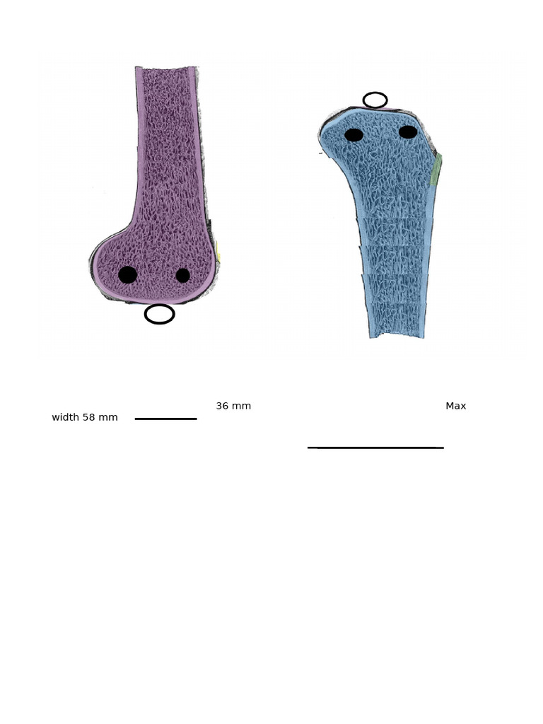 Knee ACL & PCL Model | PDF