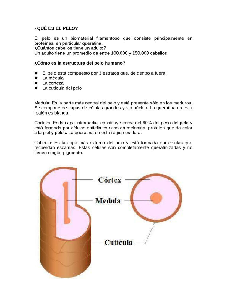 ¿Qué Es El Pelo | PDF