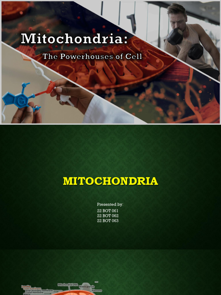 A Basic Study On Mitochondria | PDF