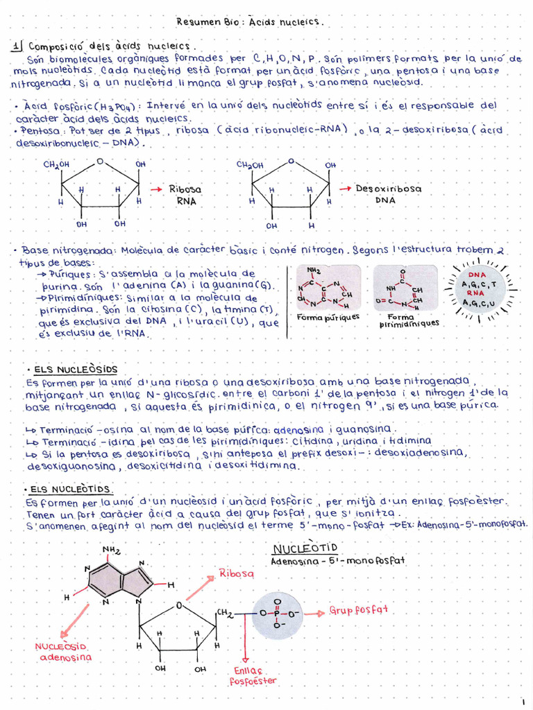 1 BTX - BIOLOGÍA-Àcids Nucleics | PDF