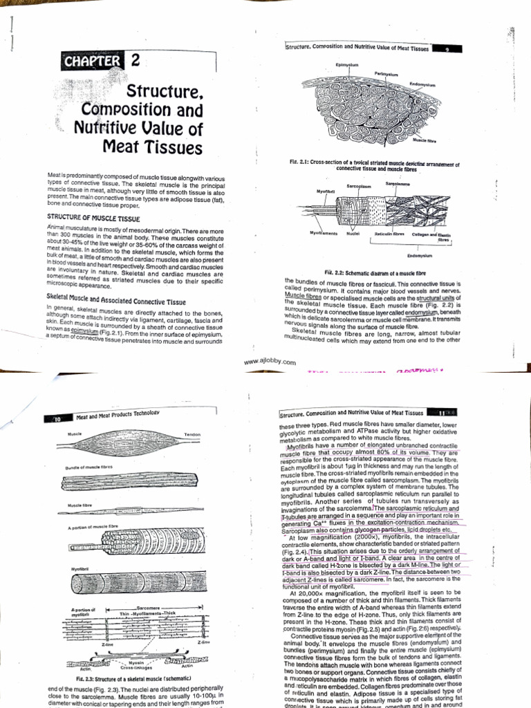 Structure Composition and Nutritive Value of Meat Tissues | PDF