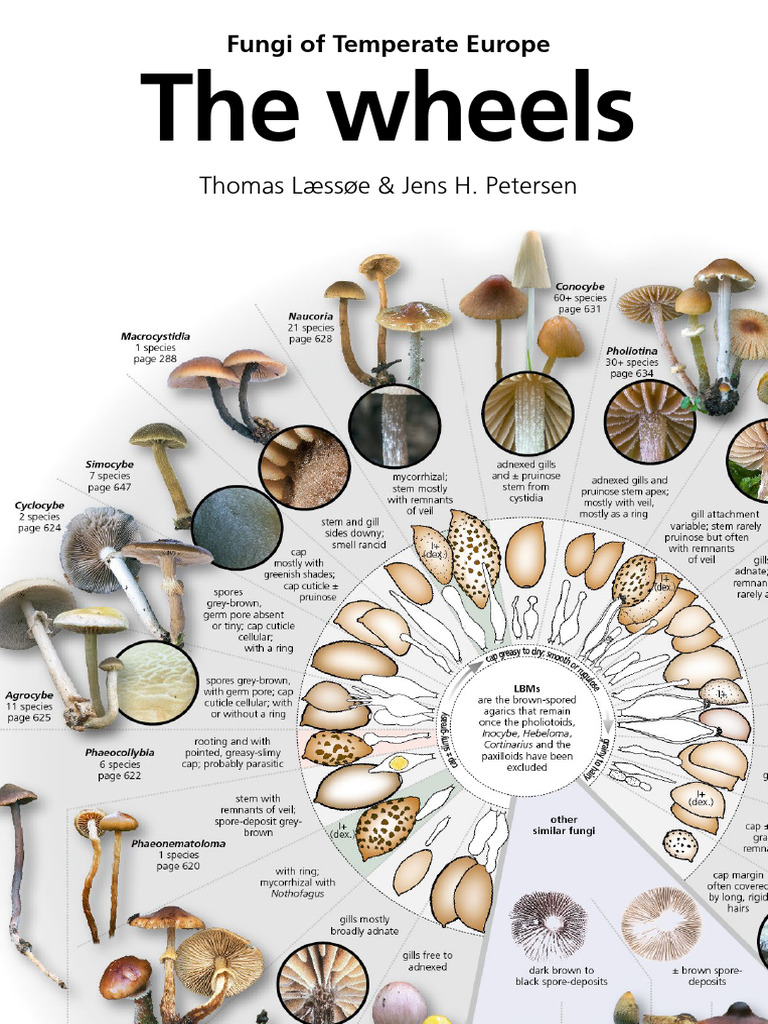 Comprehensive Fungi Guide Europe | PDF | Spore | Fungus