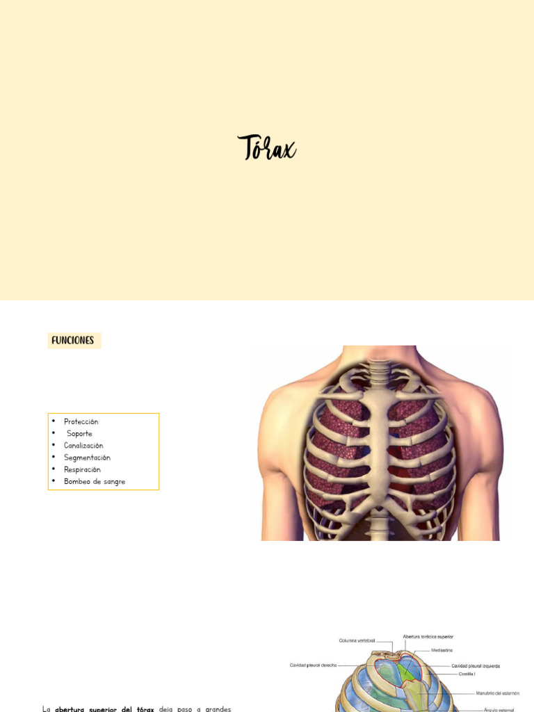 Tórax Anatomía Completo | PDF
