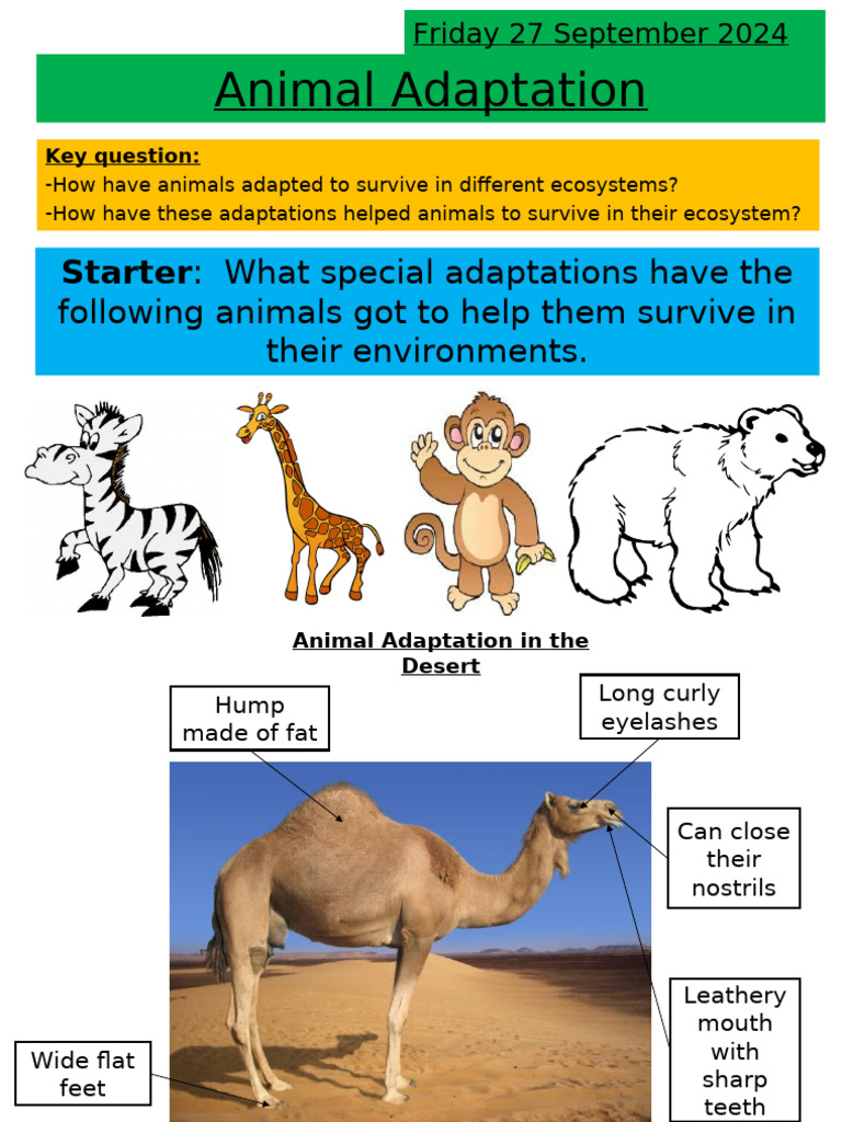 Animal Adaptation | PDF