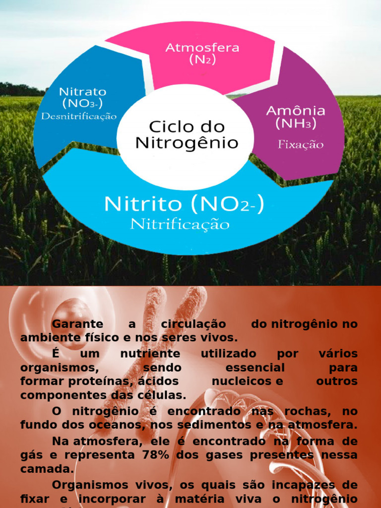 Ciclo Biogeoquímico Do Nitrogênio | PDF