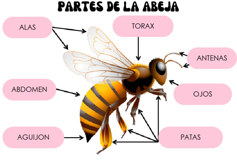 Partes Abeja | PDF