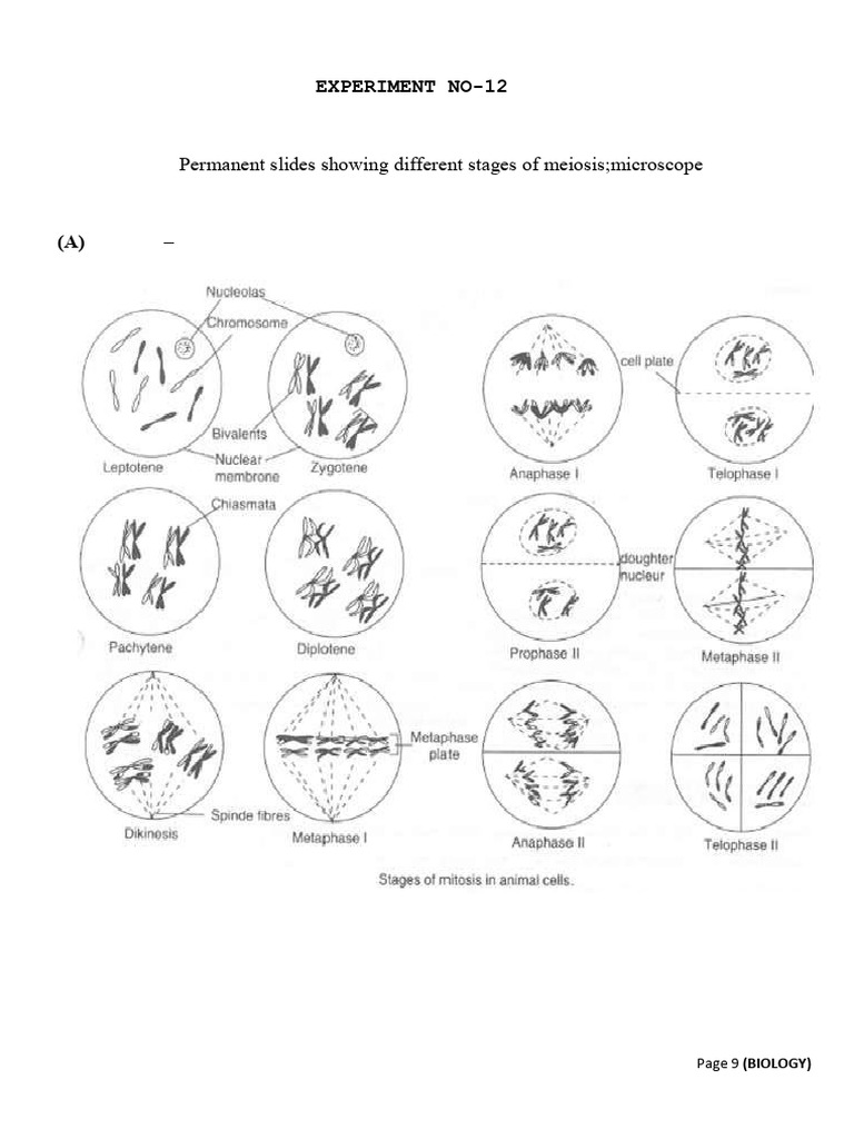 Experiment No-12 | PDF