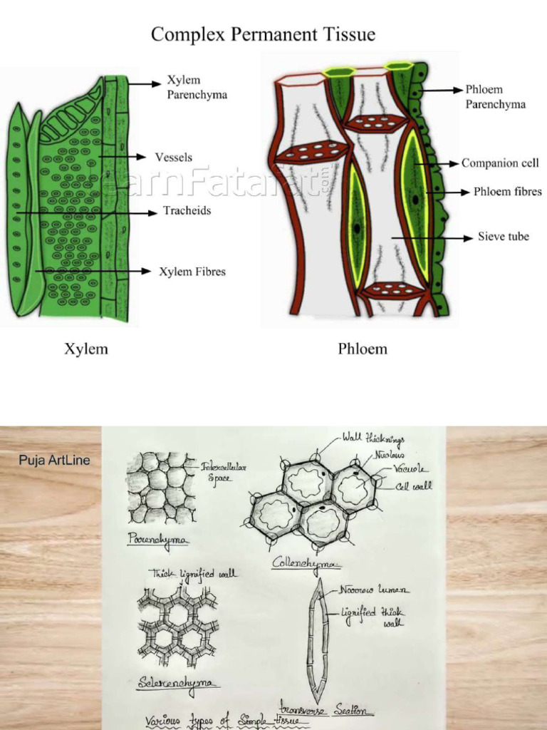 Complex-Permanent-Tissue-Xylem-and-phloem-1 | PDF