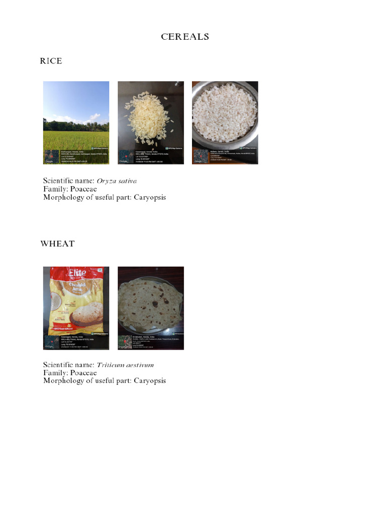 Cereals | PDF