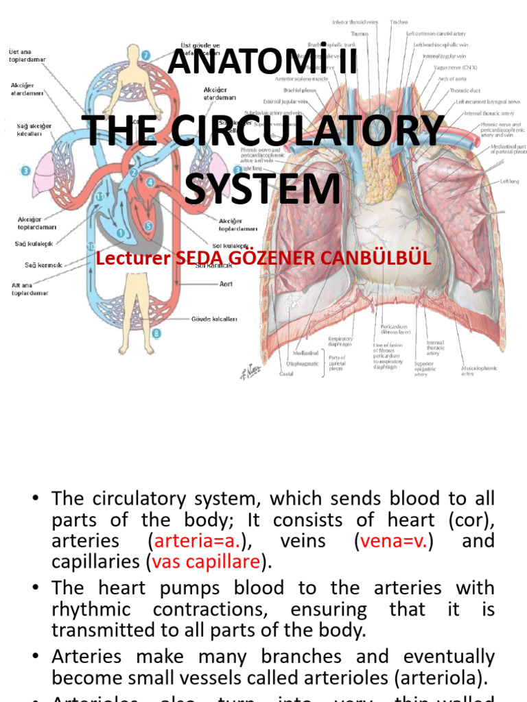 Circulatory System Anatomy Simplified | PDF