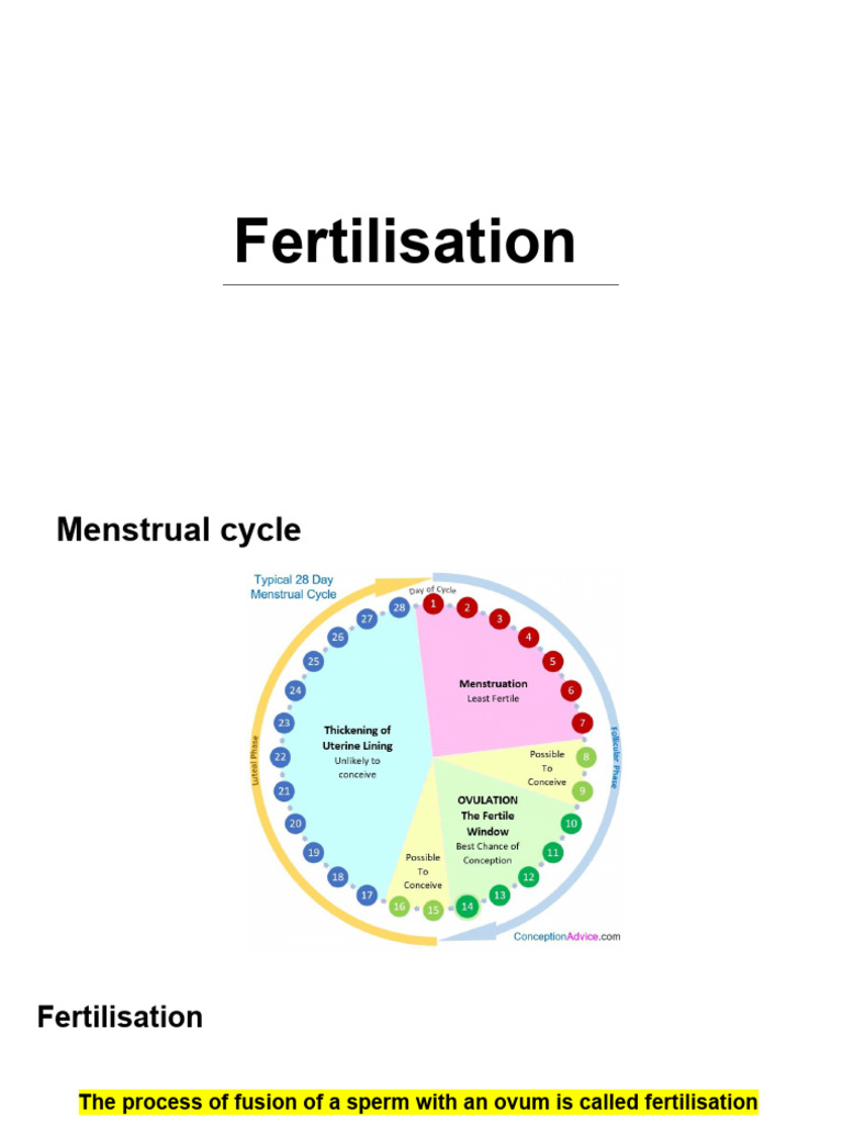 Fertilization. PPT Presentation. Adhirsha BS | PDF
