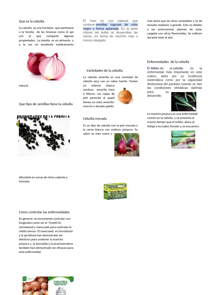 Que Es La Cebolla | PDF