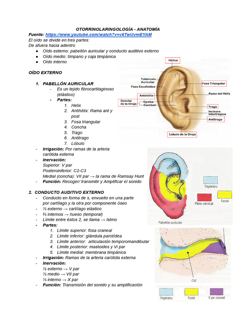 Anatomia Otorrino | PDF