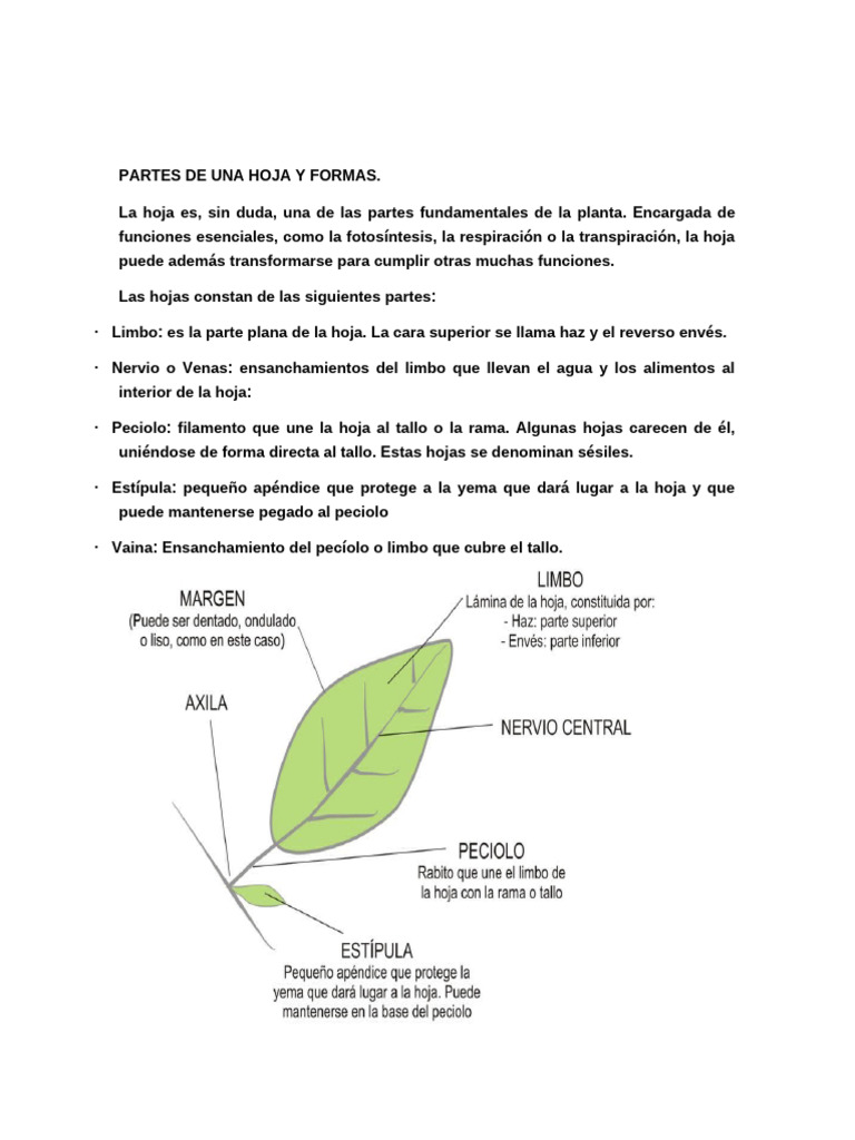 Partes de Una Hoja y Formas | PDF | Hoja | Fisiología de las plantas