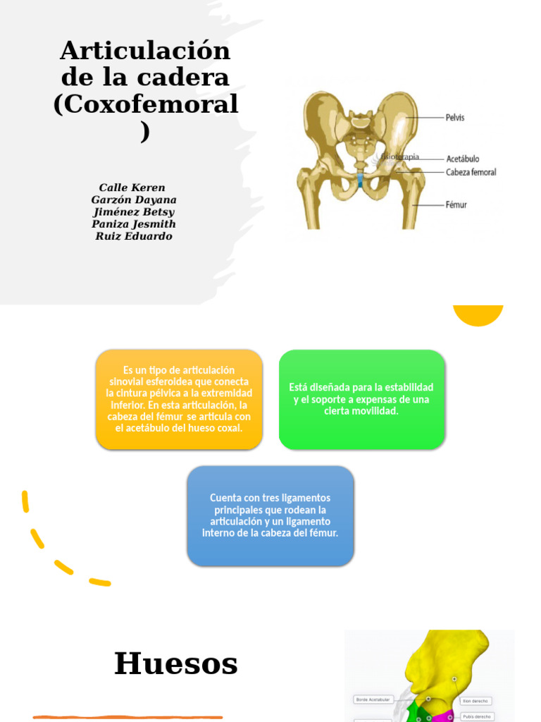 Articulación de La Cadera | PDF