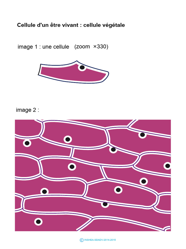 Cellule Vegetal C | PDF