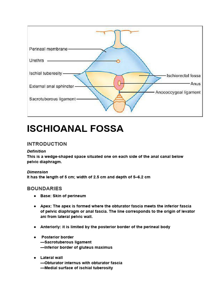 Ischioanal Fossa | PDF