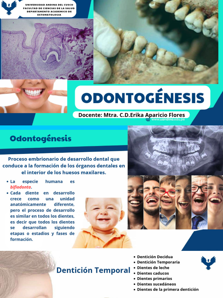 Odontogénesis Compressed | PDF