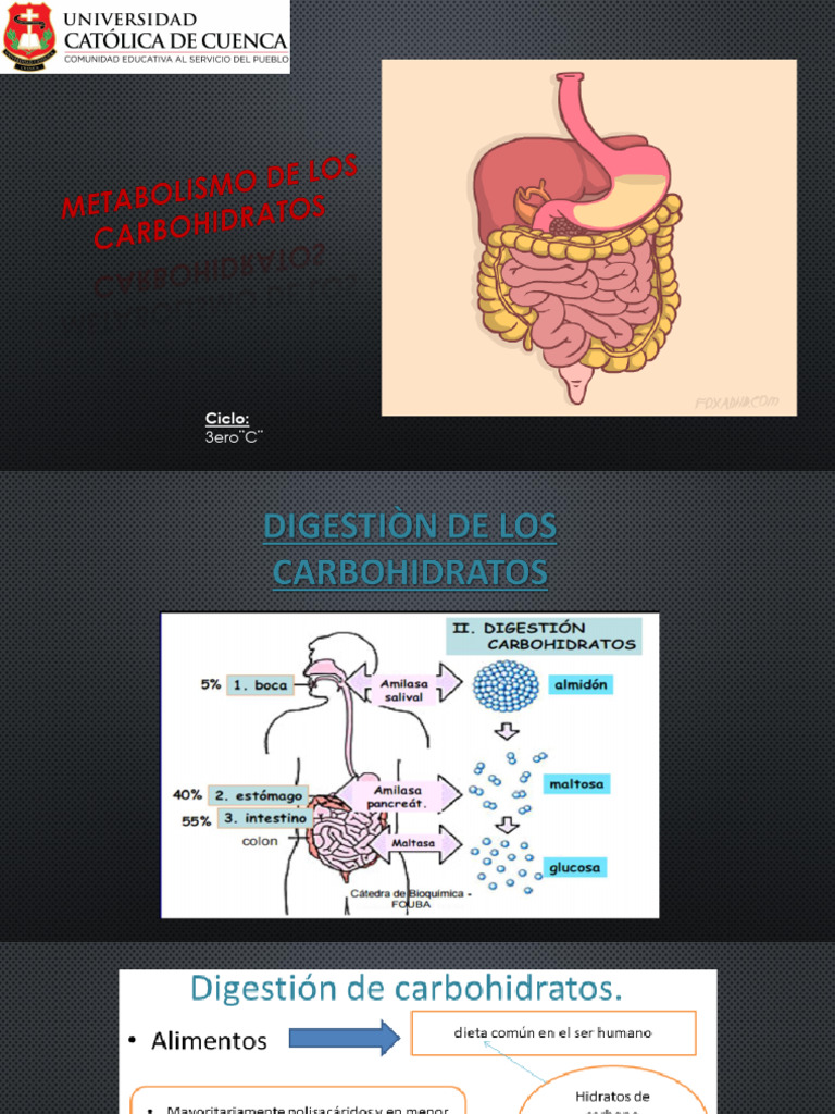 Metabolismo Carboh | PDF
