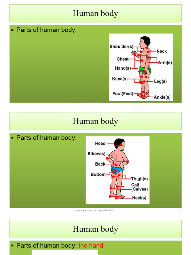 Human Body | PDF