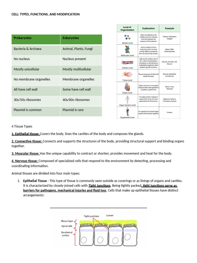 Tissue 2nd Lesson | PDF