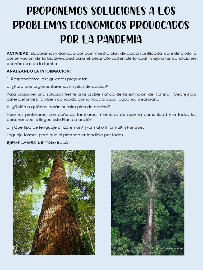 Exp 2-Actividad 12 y Plan de Acción | PDF