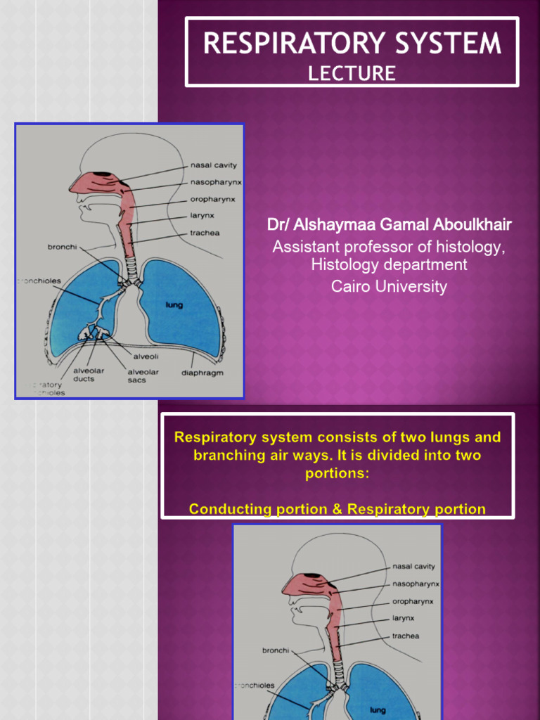 Respiratory Lecture 1 | PDF