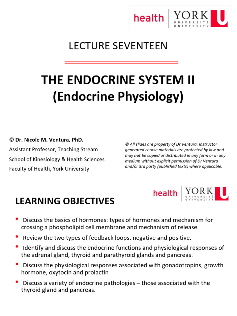L17 - The Endocrine System II (Endocrine Physiology) | PDF