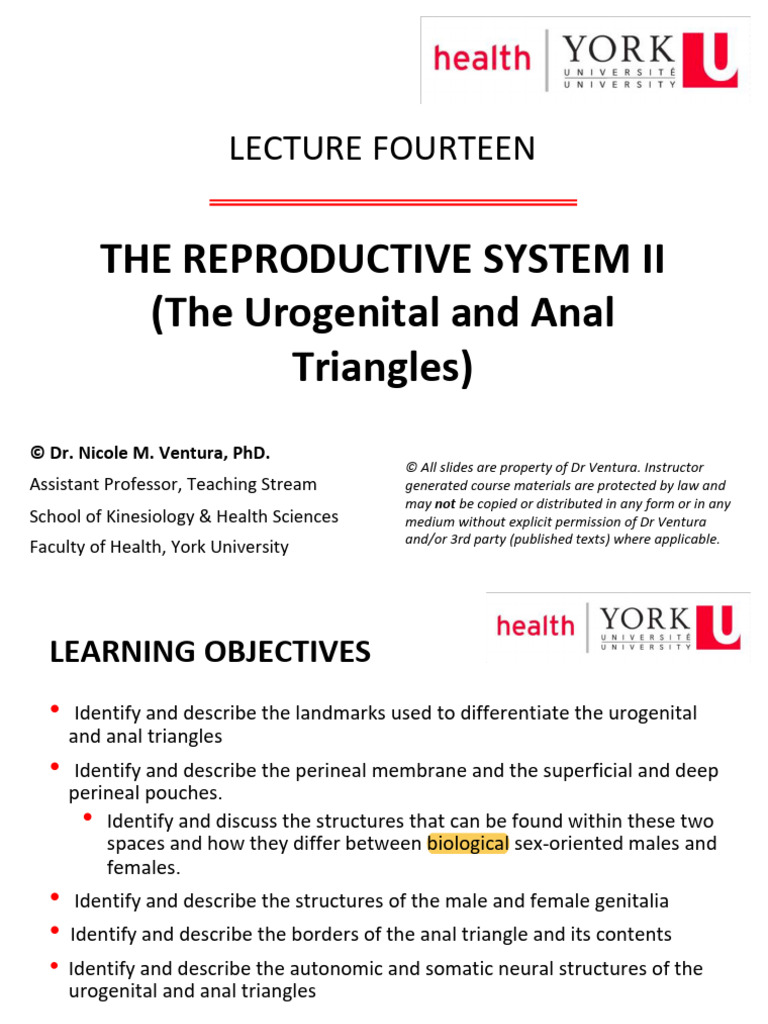 L14 - The Reproductive System II (Urogenital and Anal Triangles) | PDF