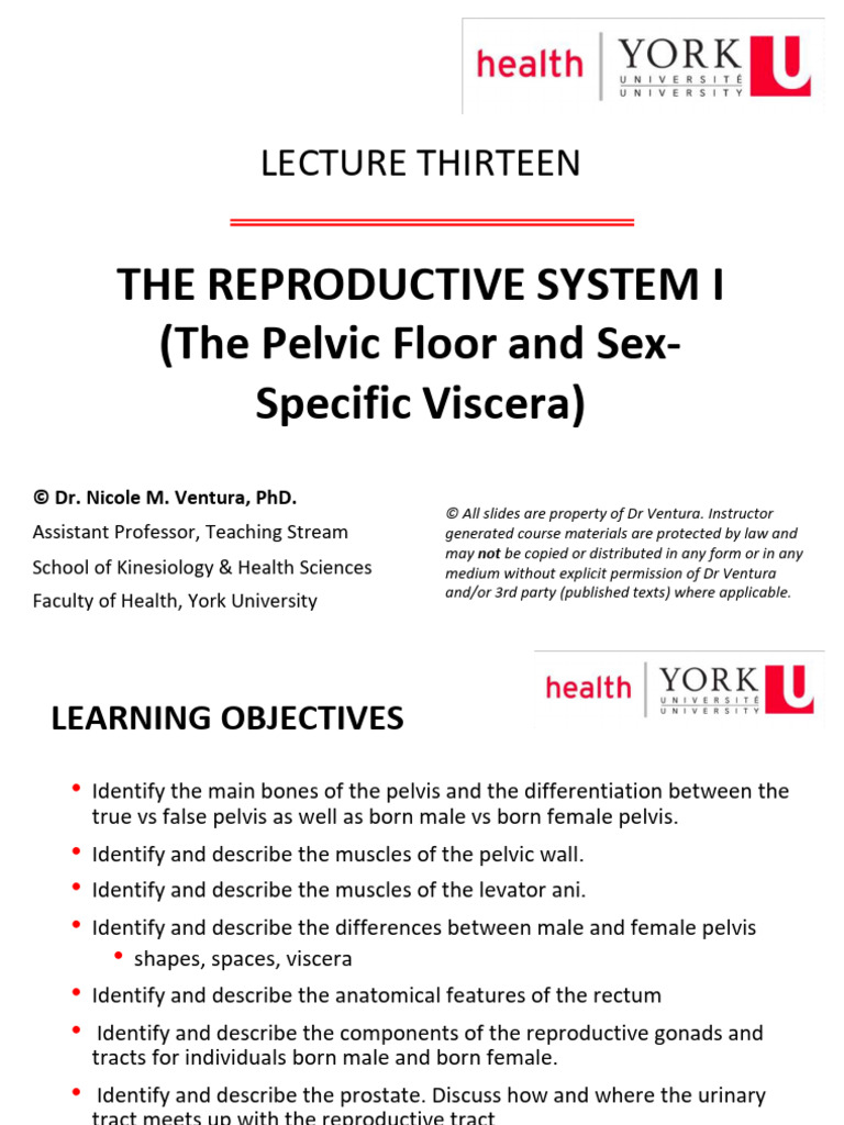 L13 - The Reproductive System I (The Pelvic Floor and Sex-Specific Viscera) | PDF