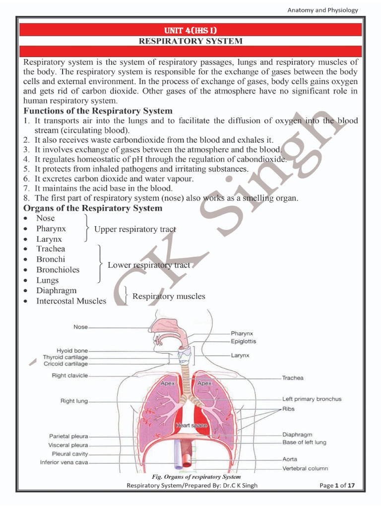 Respiratory System | PDF