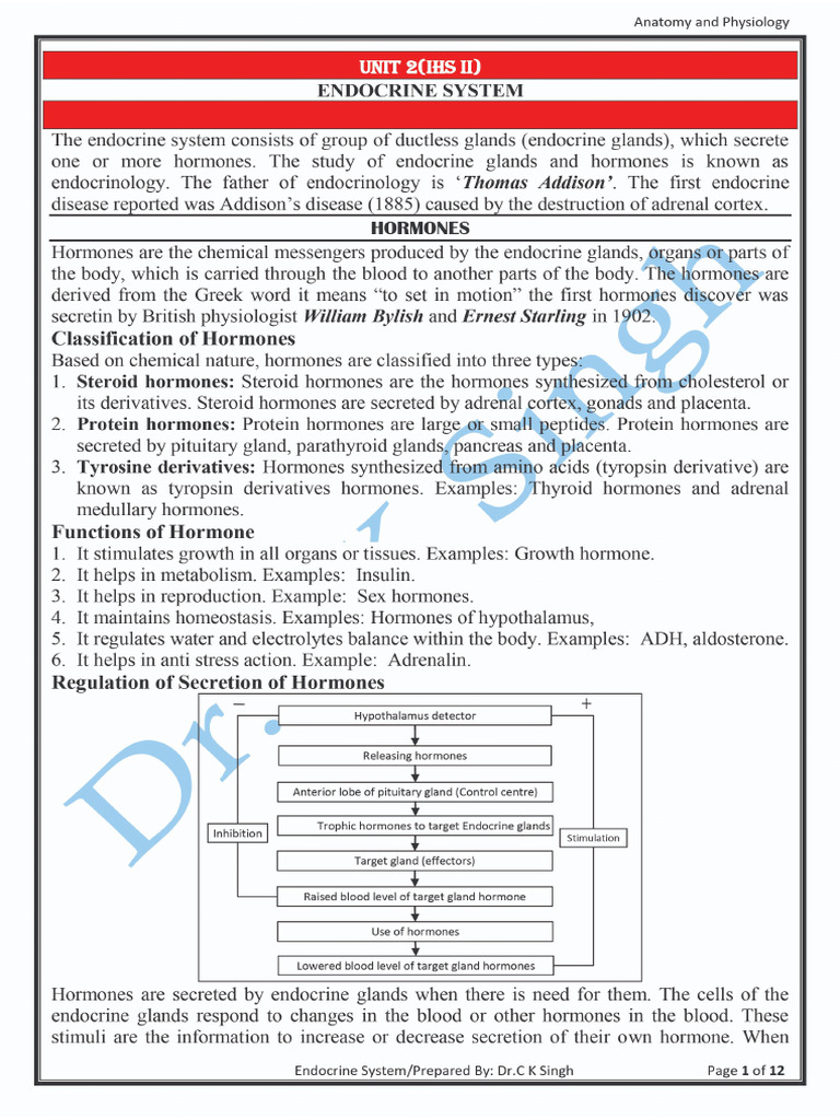 Endocrine System | PDF