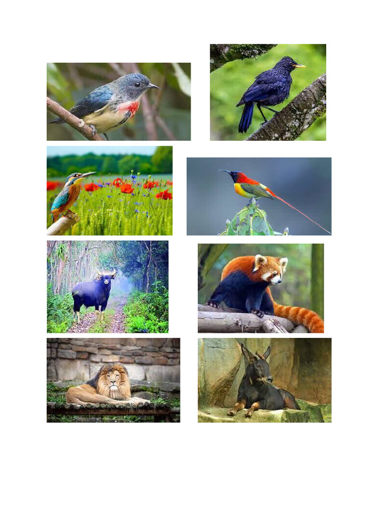 Wild Life of Sikkim | PDF