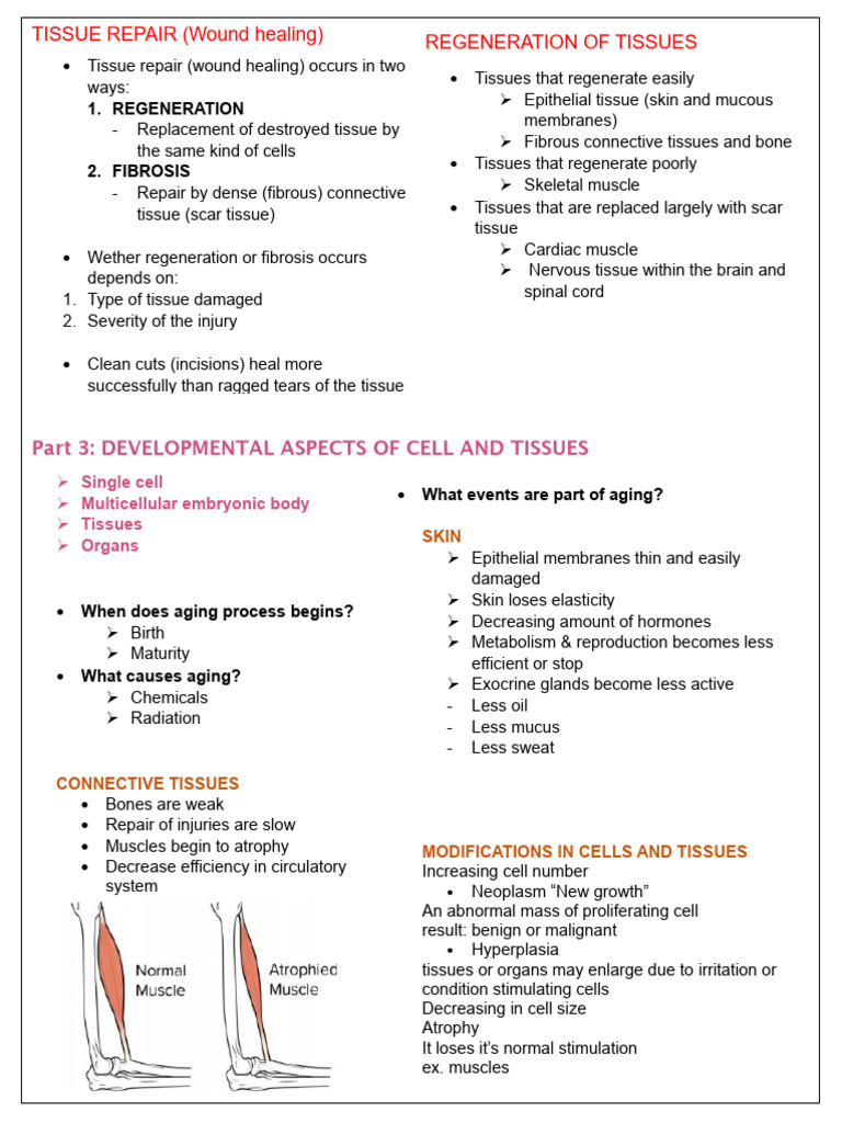 Anaphy Chap. 3 Cells and Tissues | PDF