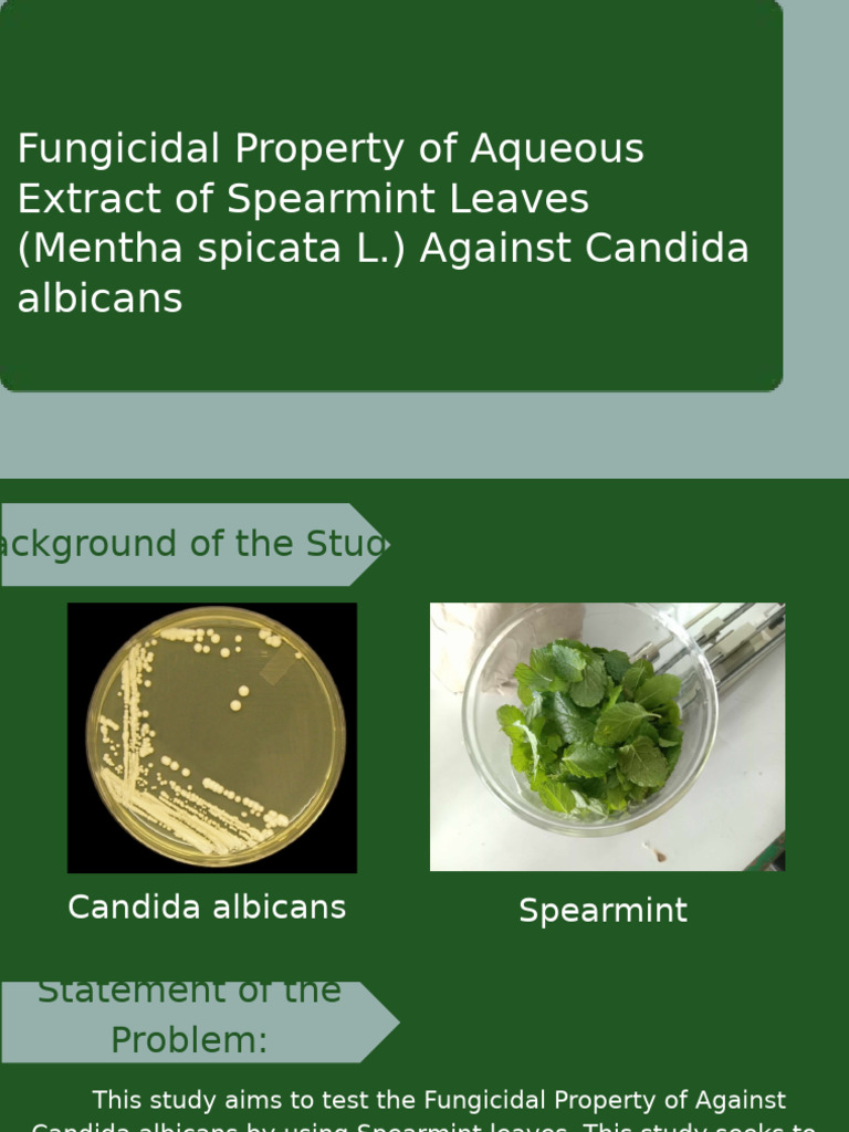 Spearmint Extract's Fungicidal Effects on Candida | PDF | Fungus ...