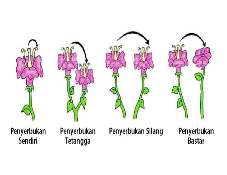 Jenis-Jenis Penyerbukan | PDF