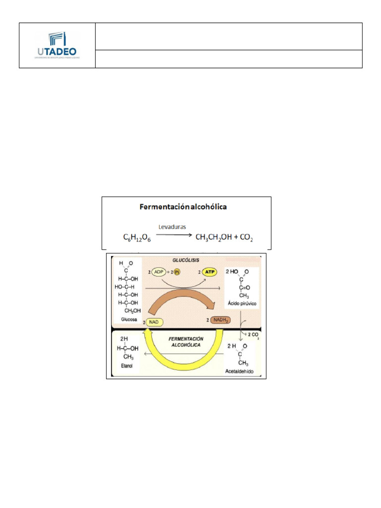 Lab 4 - Fermentaciã N Etanã Lica - 1S-2024 1 | PDF