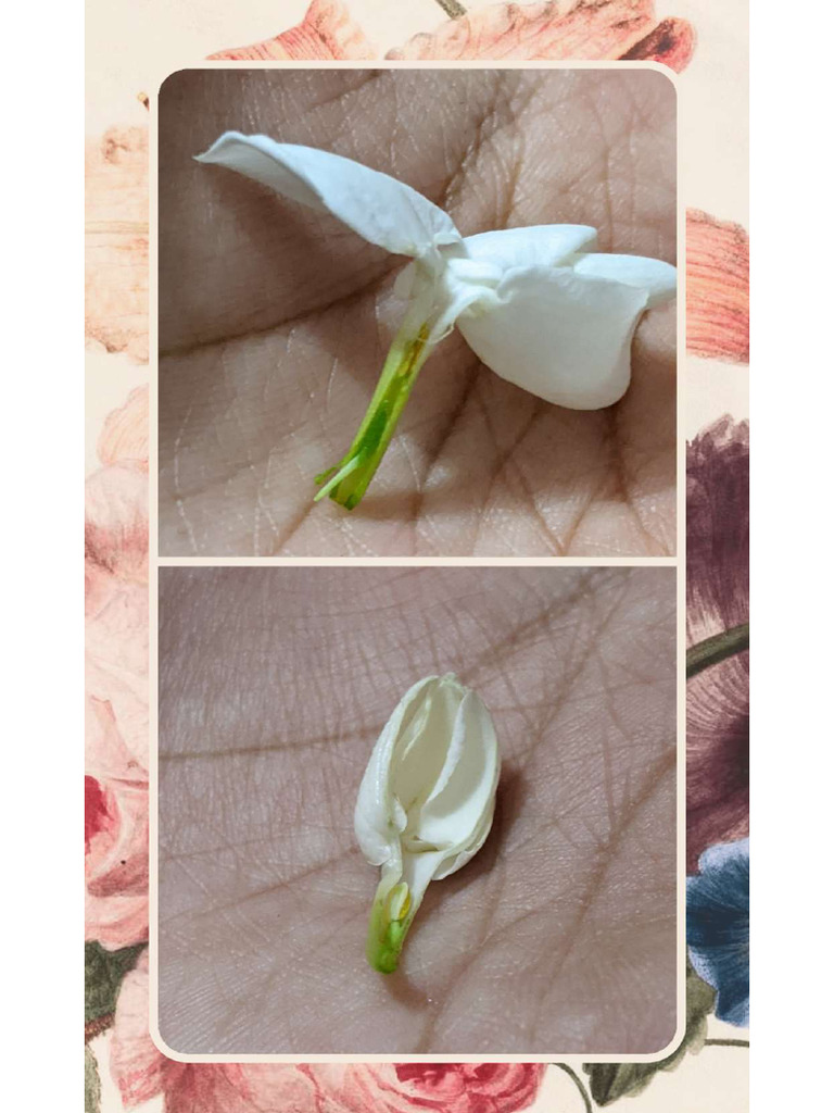 Kolase Struktur Bunga Melati Saat Dibelah | PDF