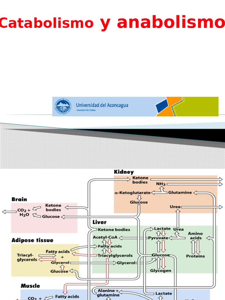 Catabolismo y Anabolismo UDA | PDF | Respiración celular | Metabolismo