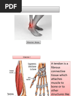 Clinical Pearls On Tendinopathy From DR Jill Cook - Physio Network ...