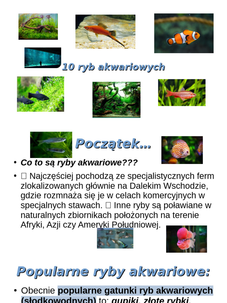Prezentacja Lena Plichta 6B Ryby Akwariowe | PDF