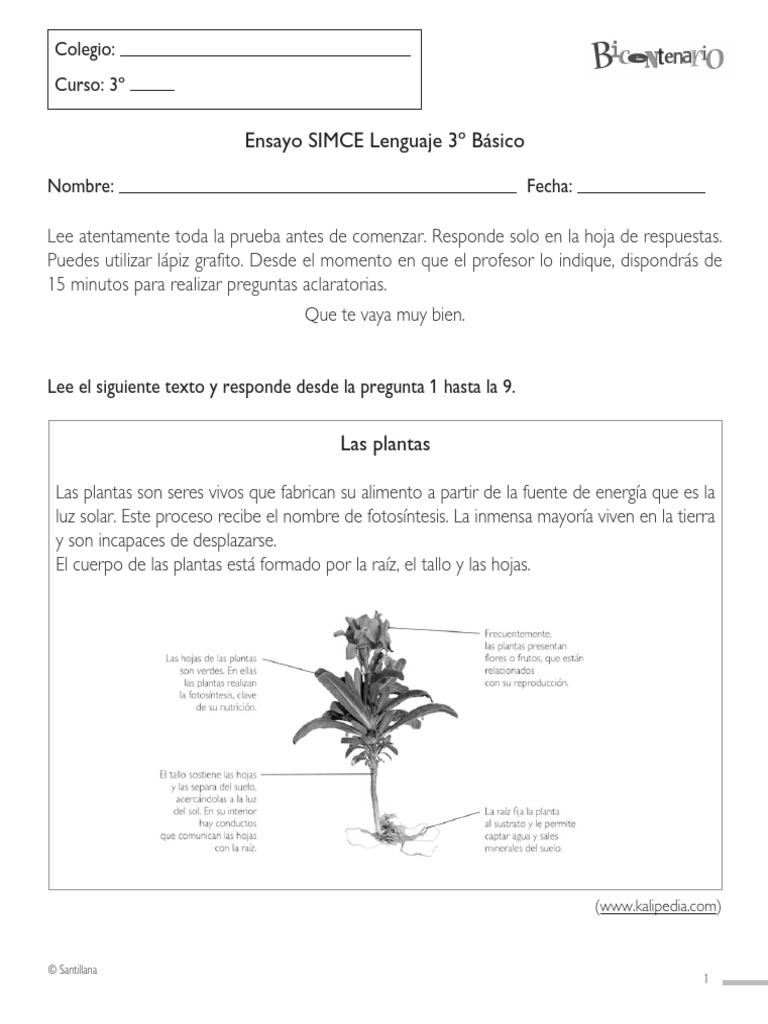 3º Simce | PDF