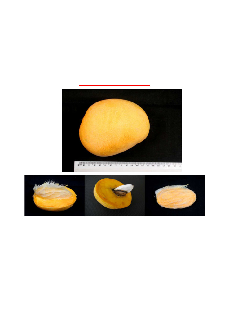 112 - Mango Hybrids | PDF