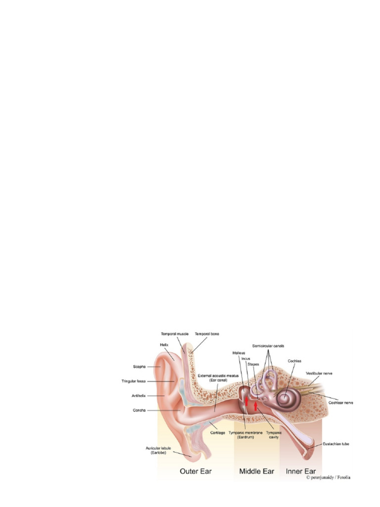 Ear Anatomy | PDF