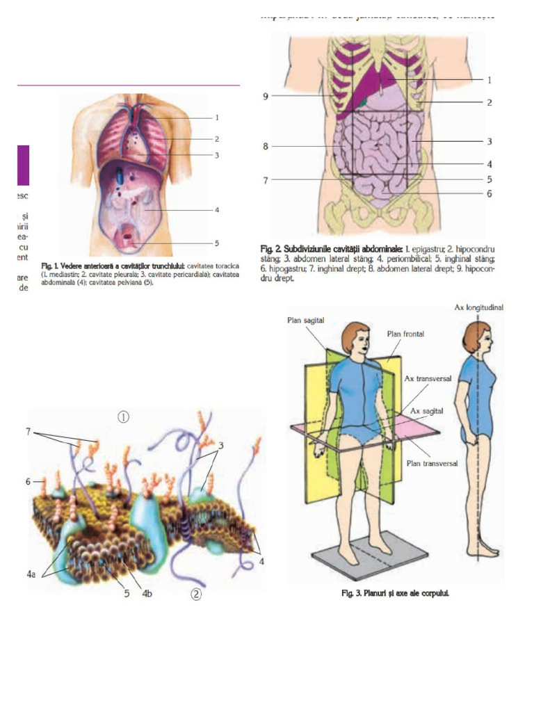 Corint Imagini Word | PDF