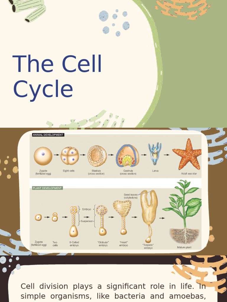The Cell Cycle | PDF