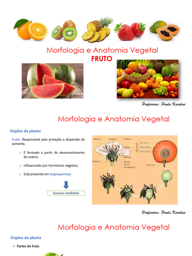 Morfologia e Anatomia Do Fruto | PDF
